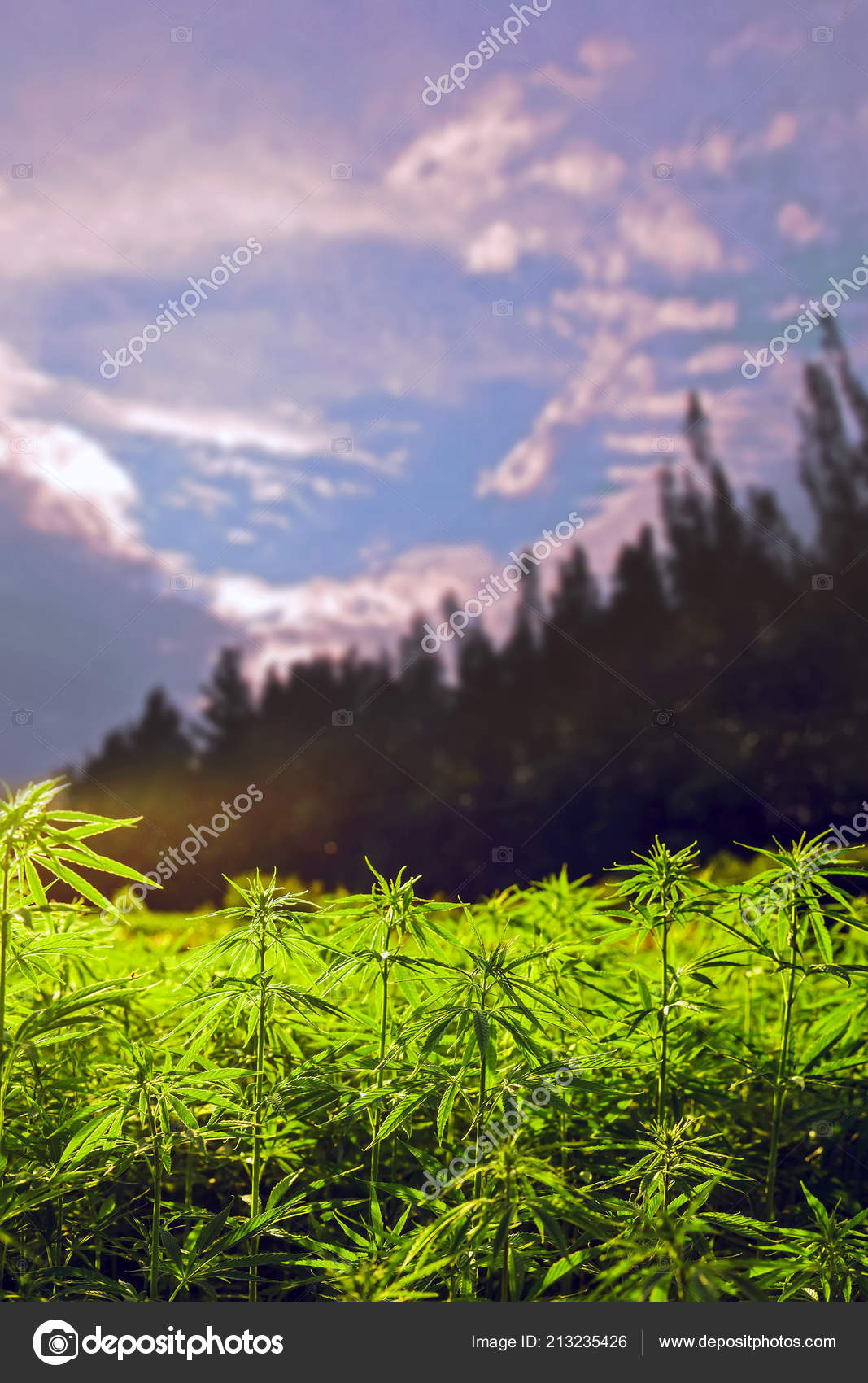 Fondo De Pantalla De Campo De Cannabis