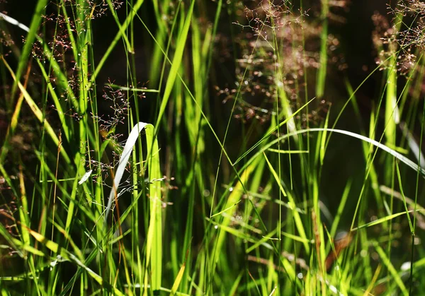 Forest grass Stock Photos, Royalty Free Forest grass Images | Depositphotos