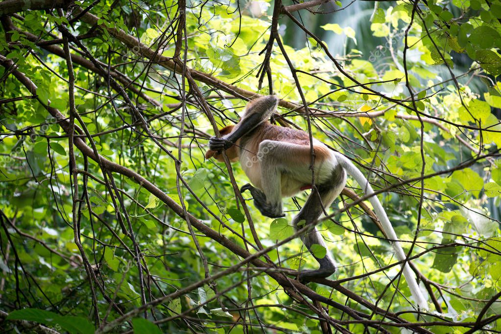 Un mono de probóscis en peligro de extinción en el árbol en las selvas ...