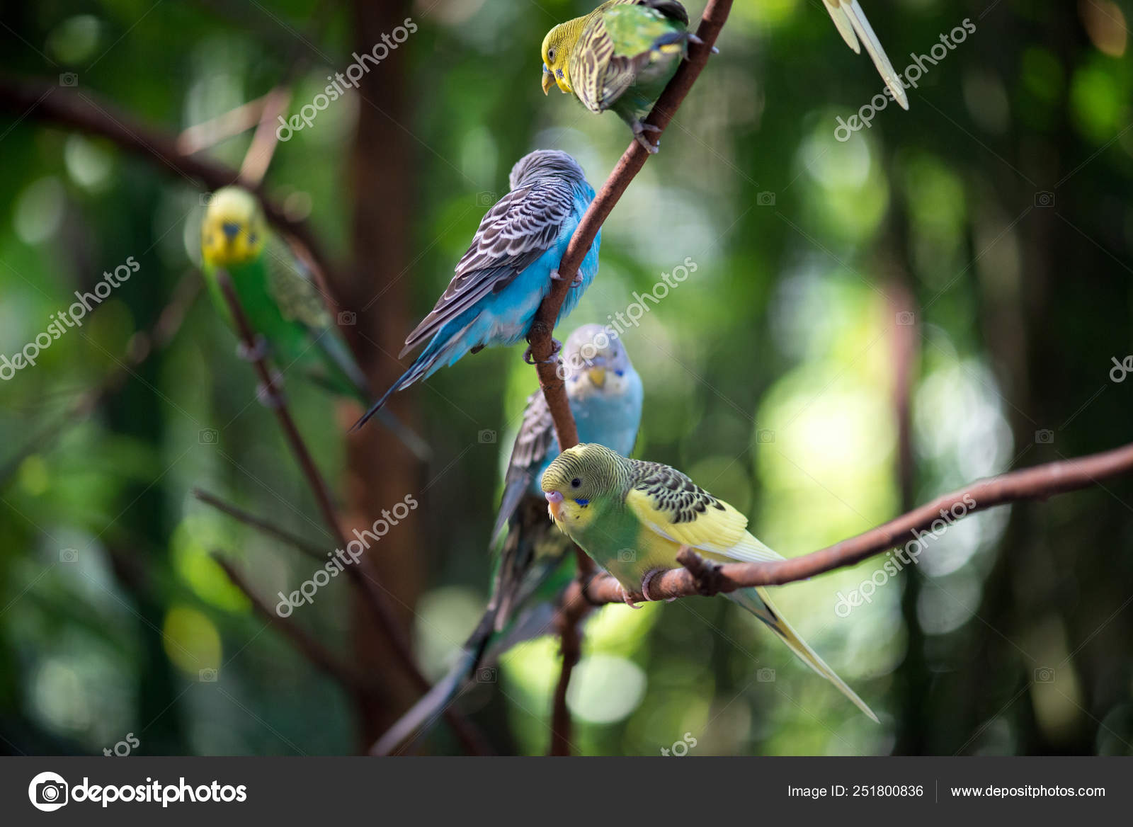 Colorful Parakeets Resting Tree Branch Stock Photo by ©Pe3check 251800836