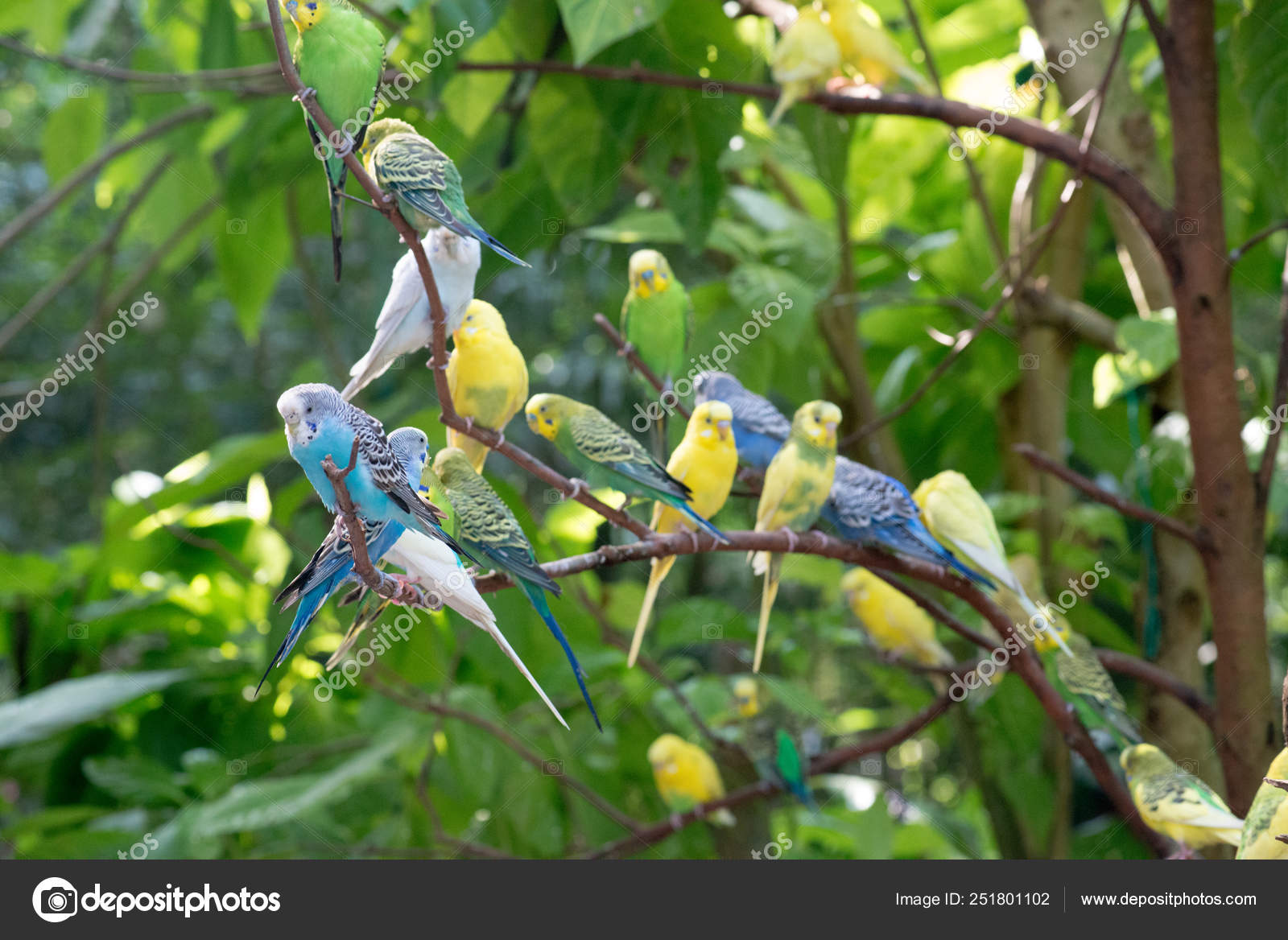 Colorful Parakeets Resting Tree Branch — Stock Photo © Pe3check #251801102