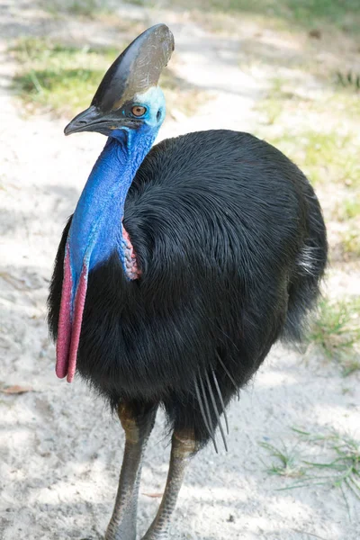 Australian cassowary Stock Photos, Royalty Free Australian cassowary ...