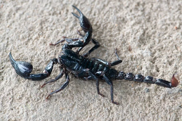 Poisonous Scorpions In Costa Rica