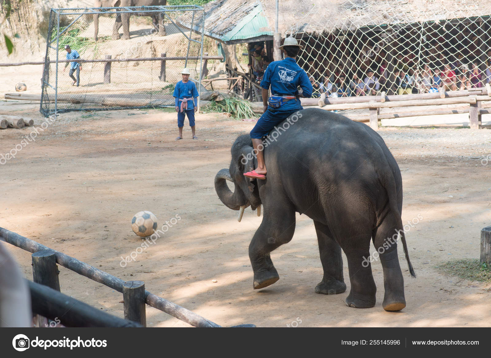 Chiangmai Thailand Elephants Young Elephant School February 2016 ...