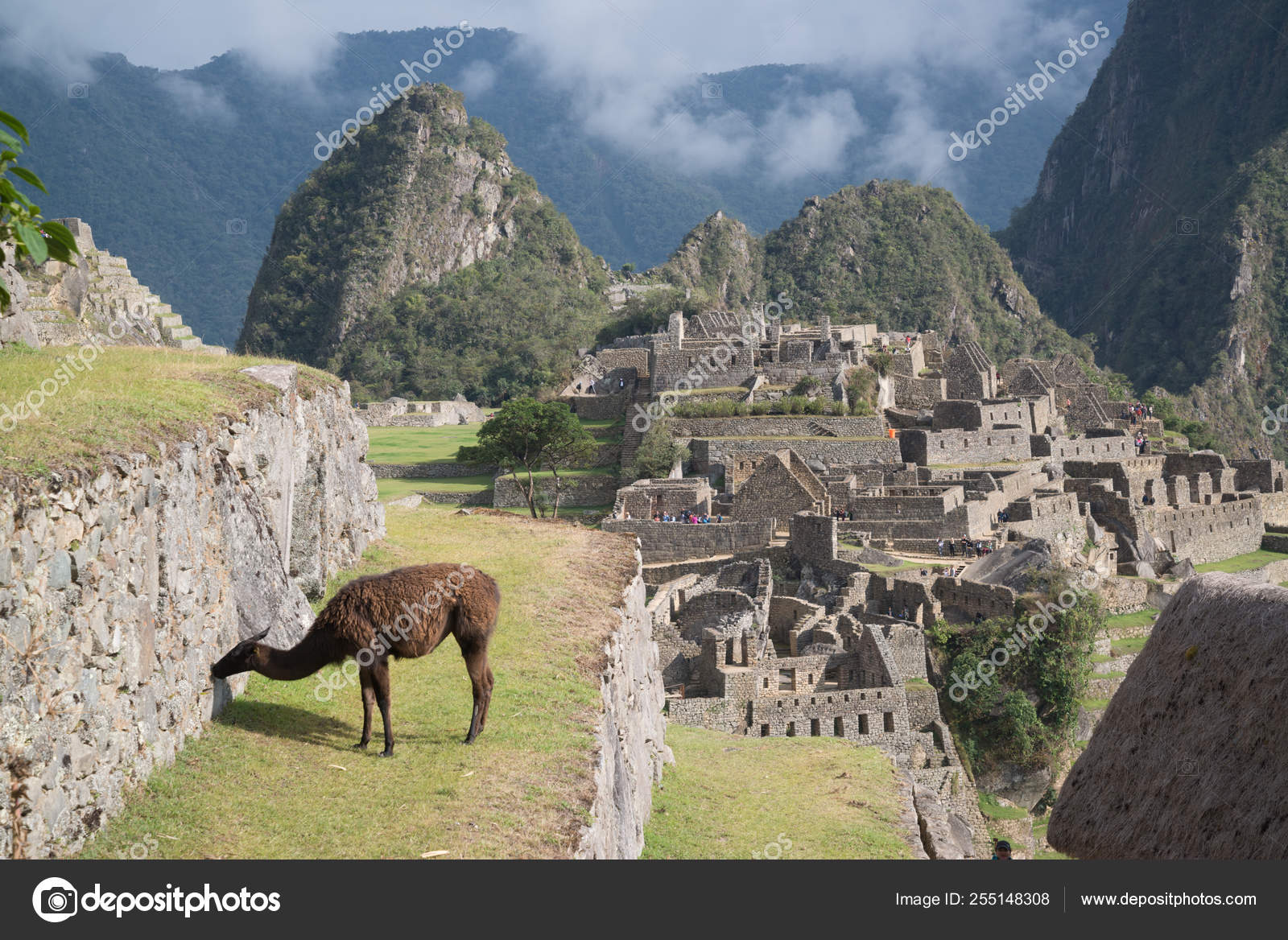 Lama Machu Picchu Citadel Peru Southa America Stock Photo by ©Pe3check ...