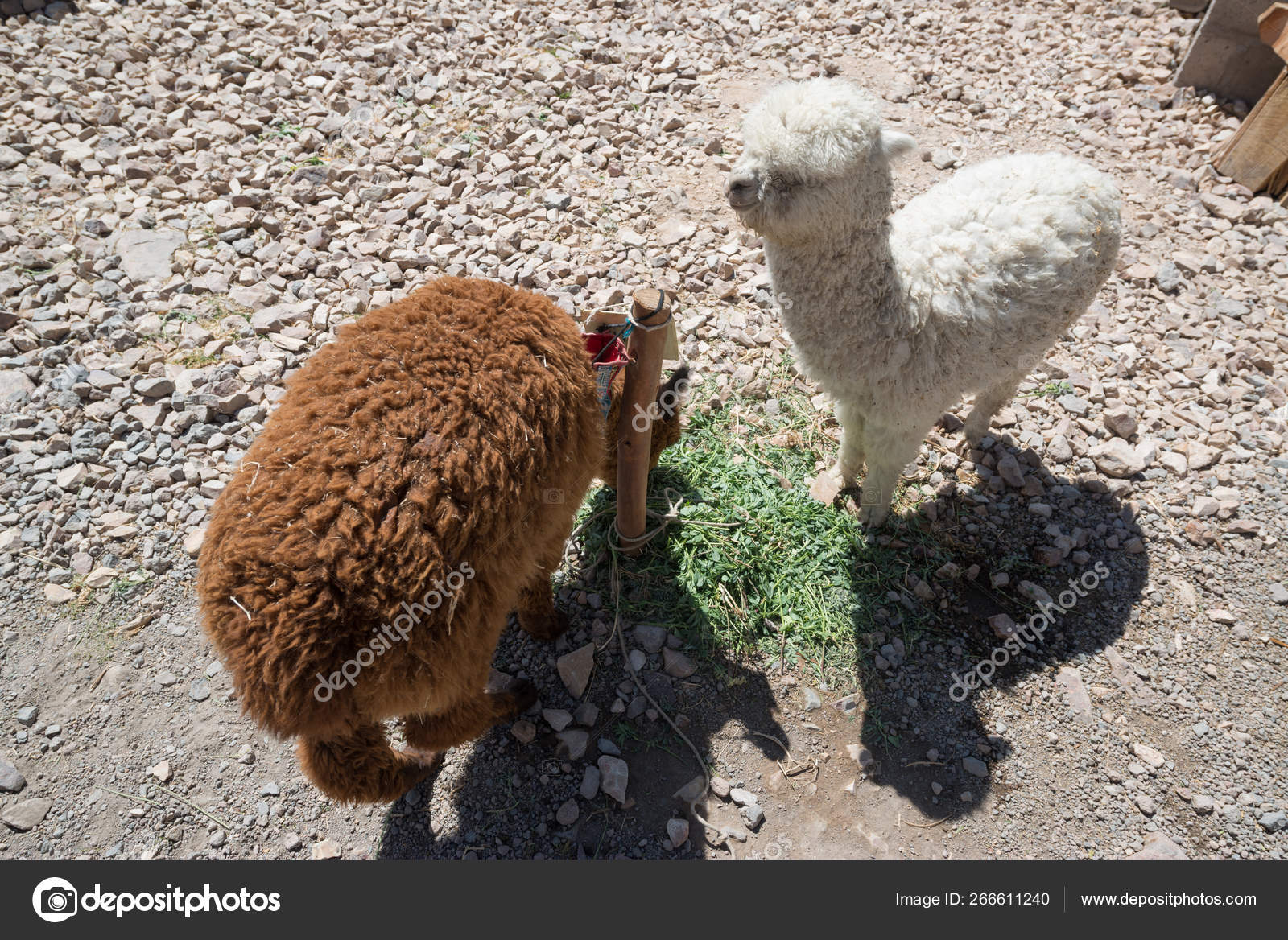 Peruvian Llamas Mountains Stones Peru — Stock Photo © Pe3check #266611240