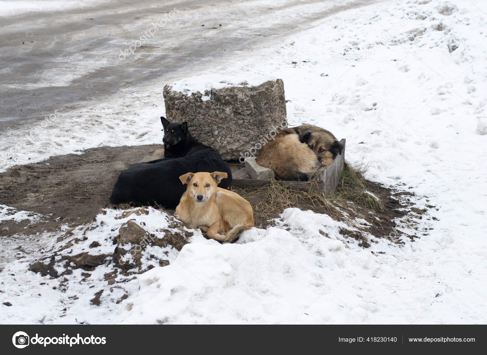 How Can I Help A Stray Dog In The Winter