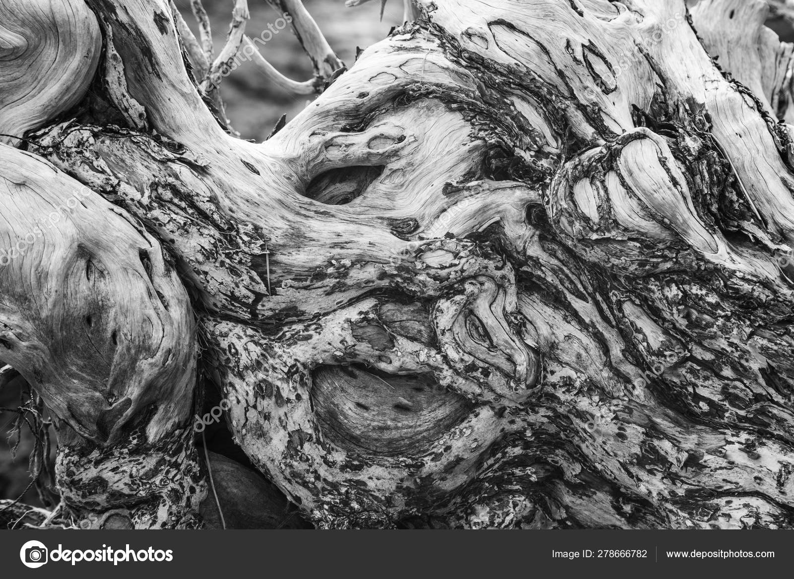 Close Tree Roots — Stock Photo © RadaRani #278666782