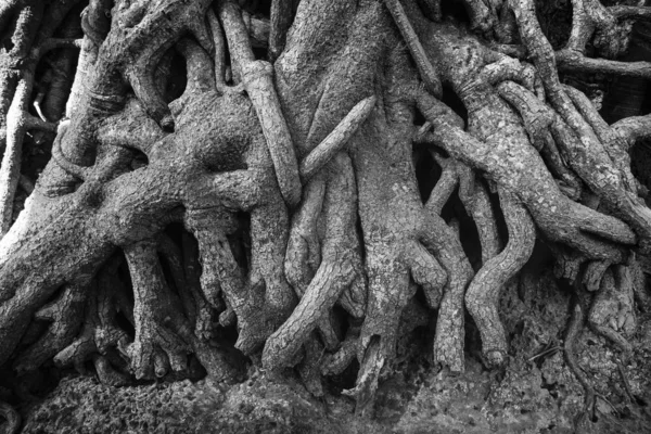 Close Tree Roots — Stock Photo © RadaRani #278666782
