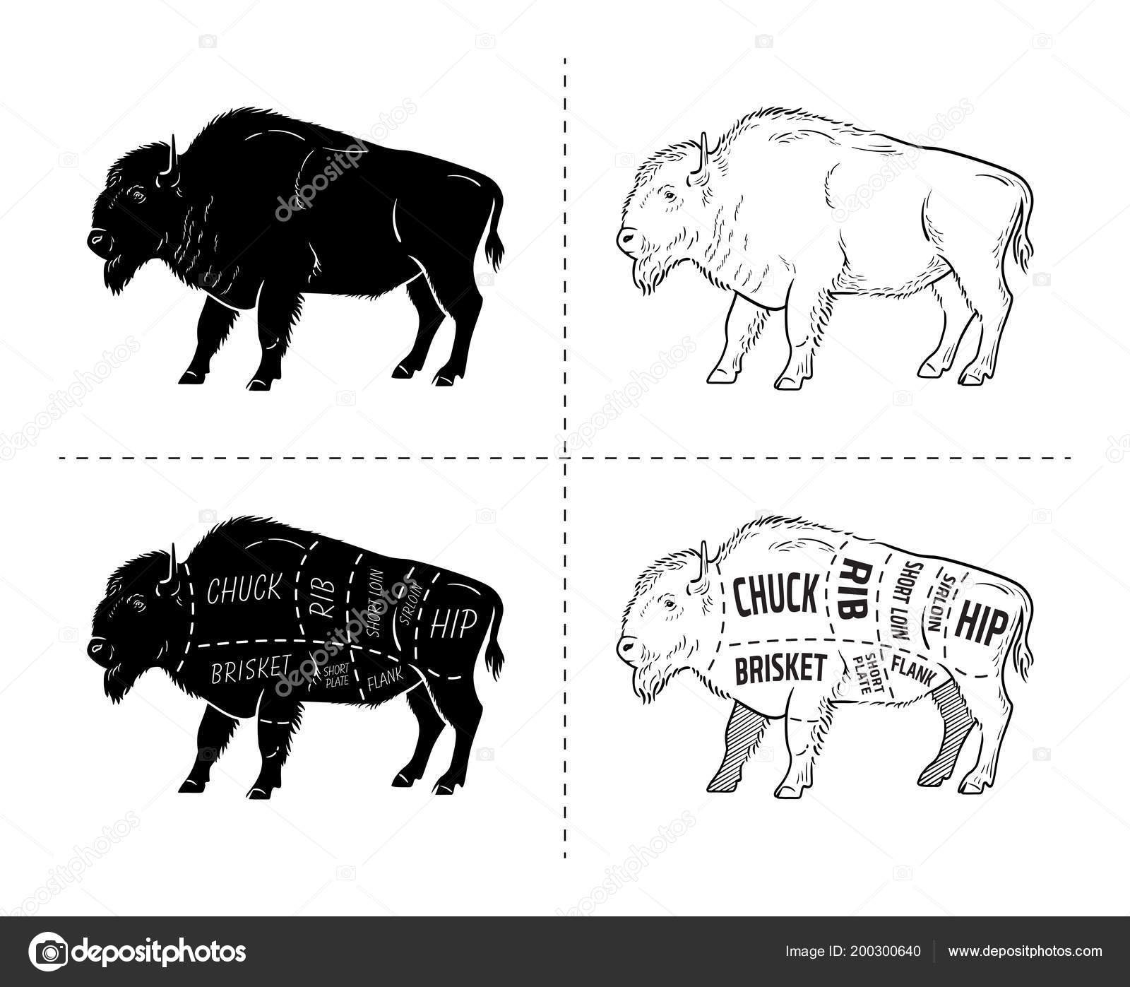 Cut of Bison set. Poster Butcher diagram - Bison. Vintage typographic ...