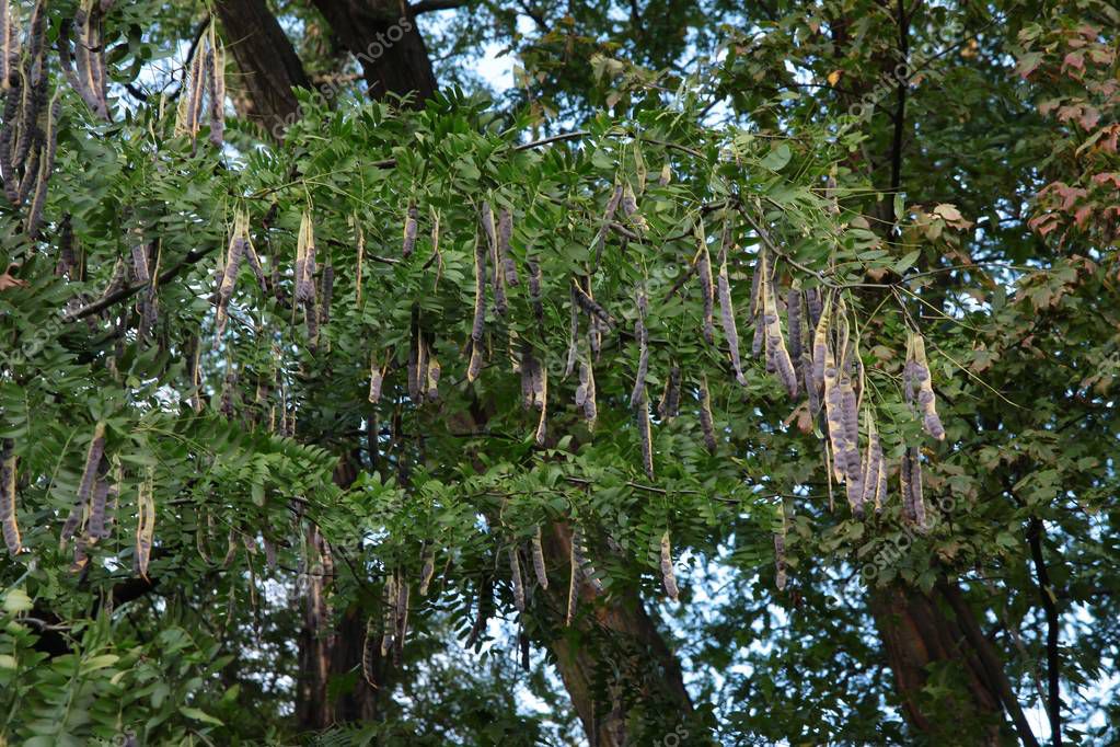 hojas y semillas del árbol de Gleditsia sinensis 2024