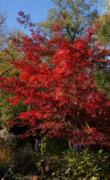 Katsura japanese maple Stock Photos, Royalty Free Katsura japanese ...