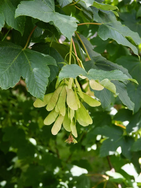 Winged seed Stock Photos, Royalty Free Winged seed Images | Depositphotos