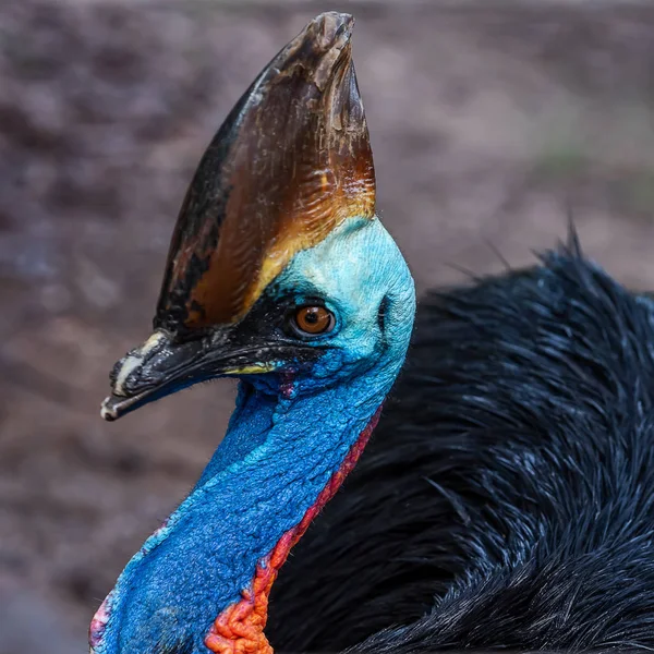 Australian cassowary Stock Photos, Royalty Free Australian cassowary ...