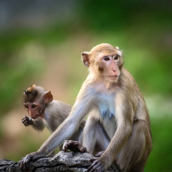 Small macaque Stock Photos, Royalty Free Small macaque Images ...