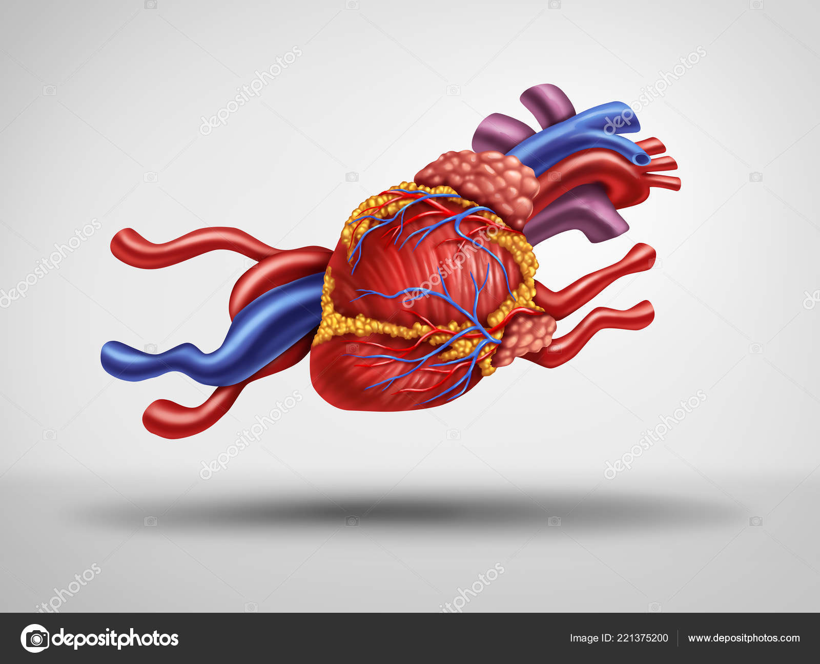 Fast Heart Rapid Heartbeat Pulse Cardiology Medical Concept Human ...