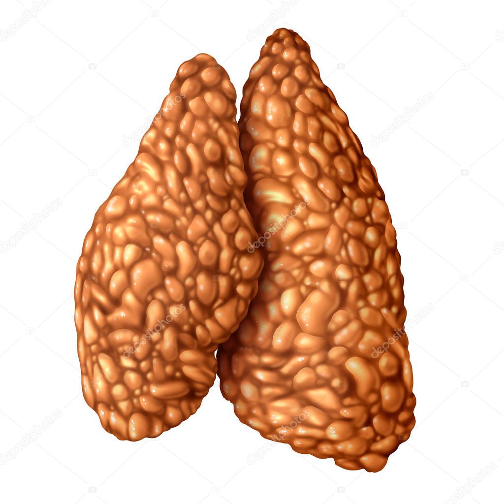 Anatomía de la glándula del timo 2023