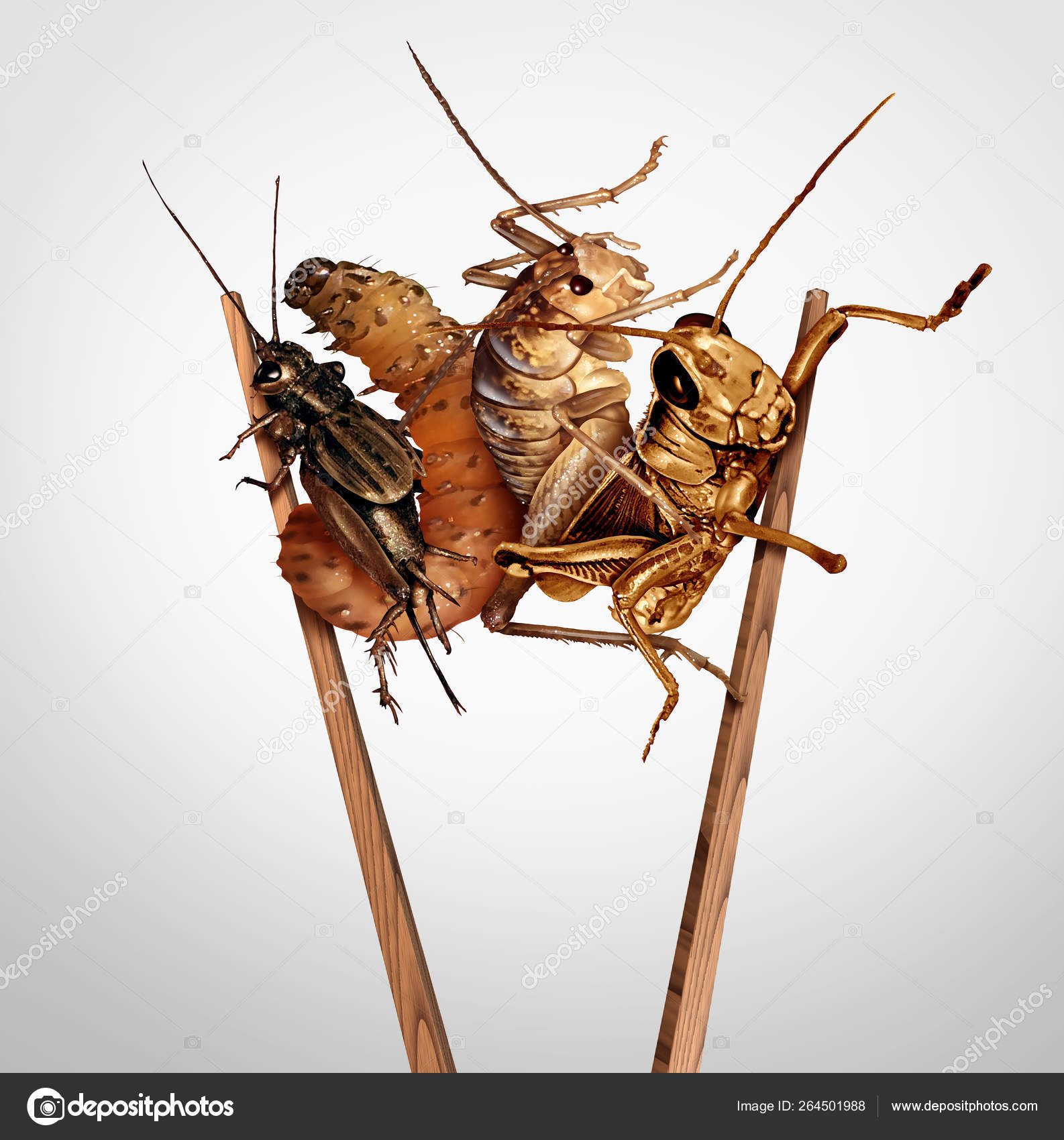 Edible Insects Stock Photo by ©lightsource 264501988