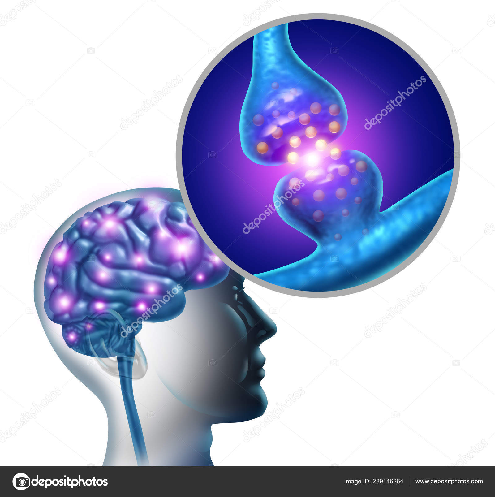 Synapse Brain Diagram