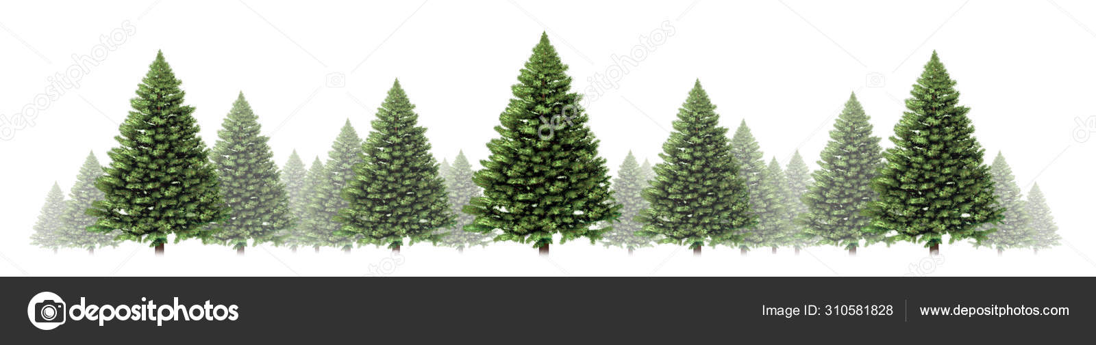 Pine Tree Horizontal Border Stock Photo by ©lightsource 310581828