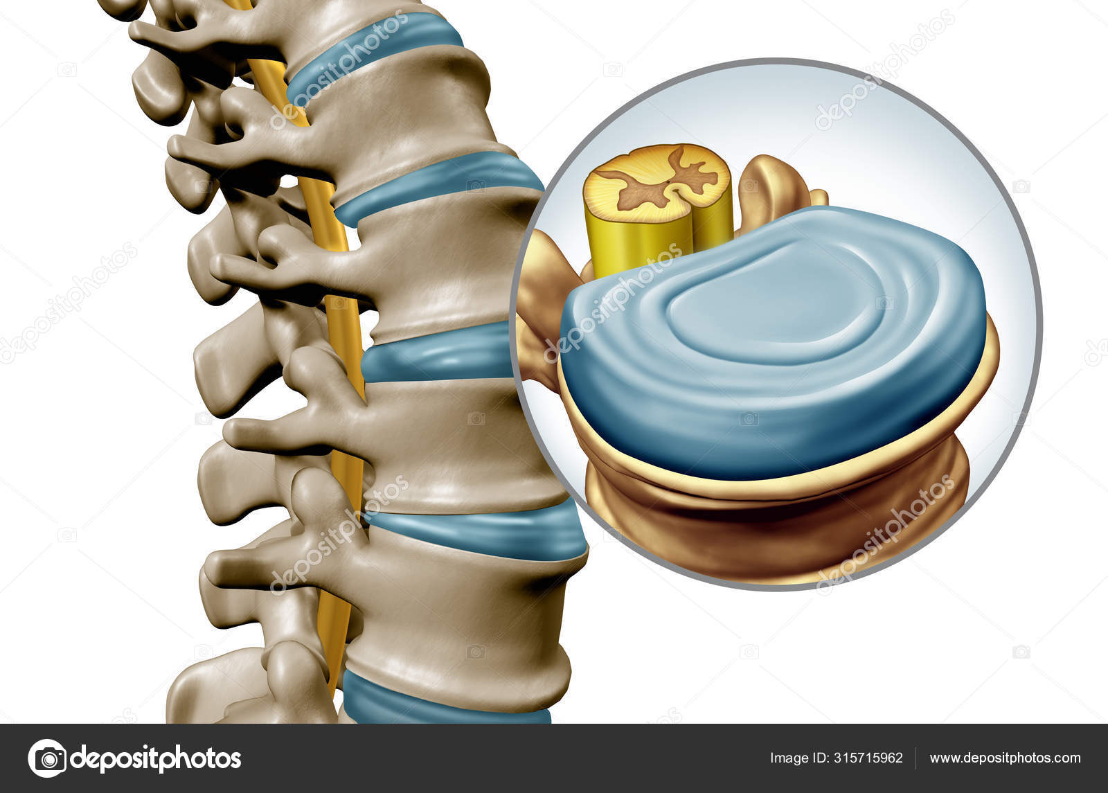 Anatomía del disco vertebral humano — Foto de stock #315715962 ...