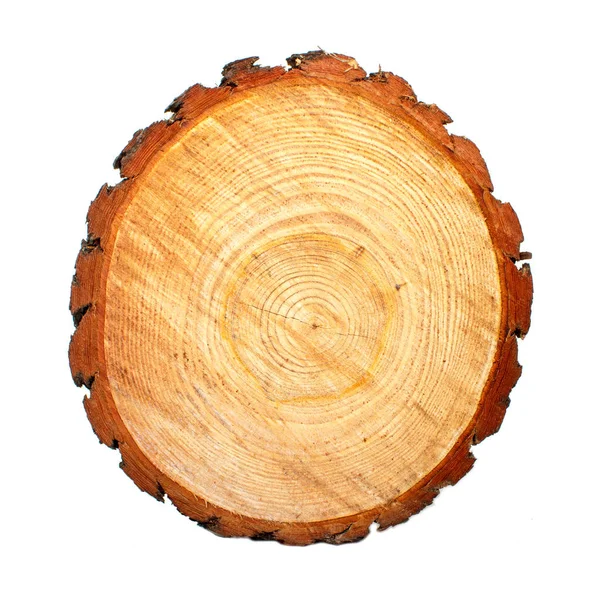 Tree trunk cut — Stock Photo © DenisFesenko #5731575