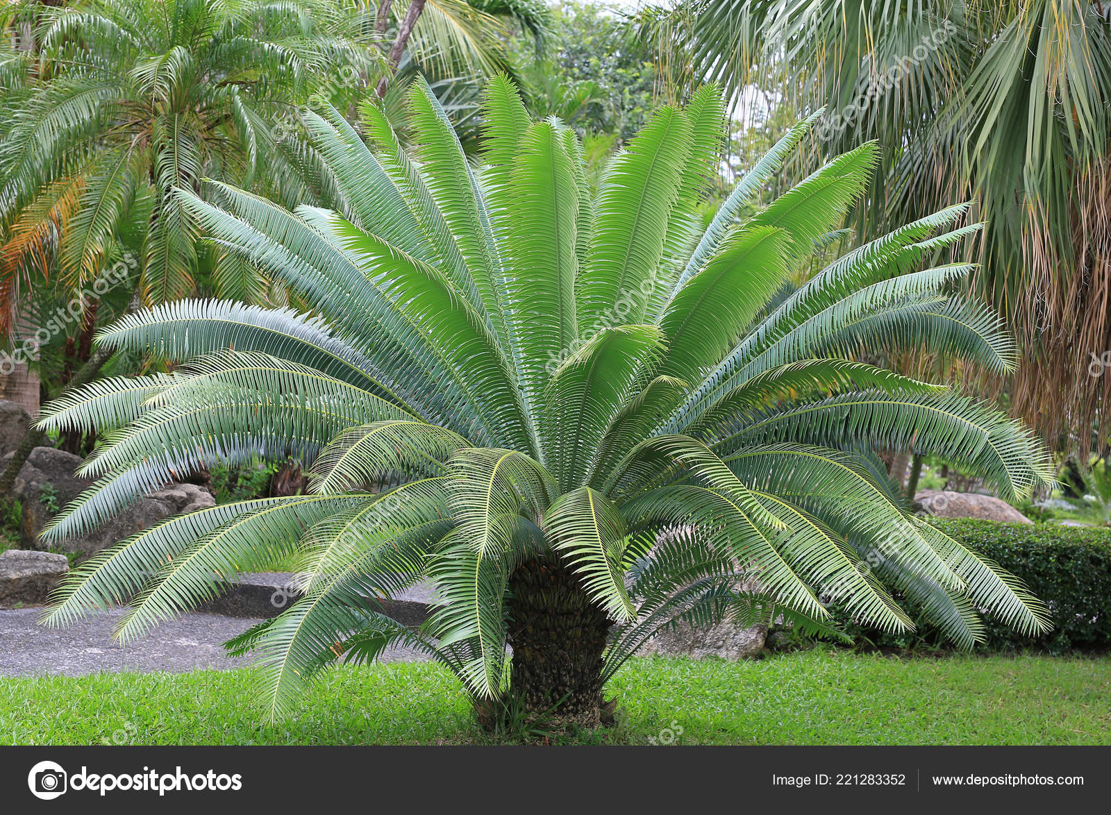 Gum Palm Giant Dioon Dioon Spinulosum Dyer Tropical Cycad Palm — Stock ...