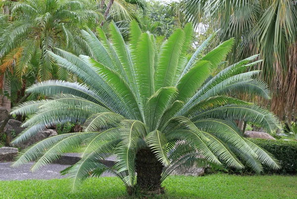Humid Subtropical Plants