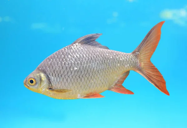 Group Java Barb Fish Barbonymus Gonionotus Swimming Aquarium Stock ...