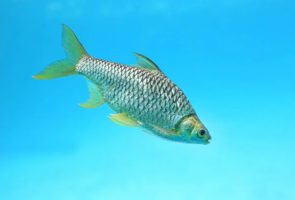 Group Java Barb Fish Barbonymus Gonionotus Swimming Aquarium Stock ...