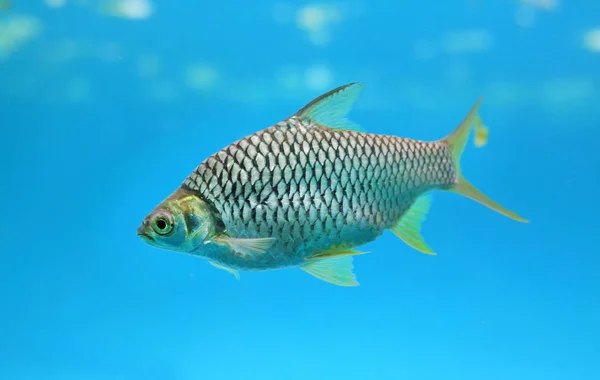 Group Java Barb Fish Barbonymus Gonionotus Swimming Aquarium Stock ...