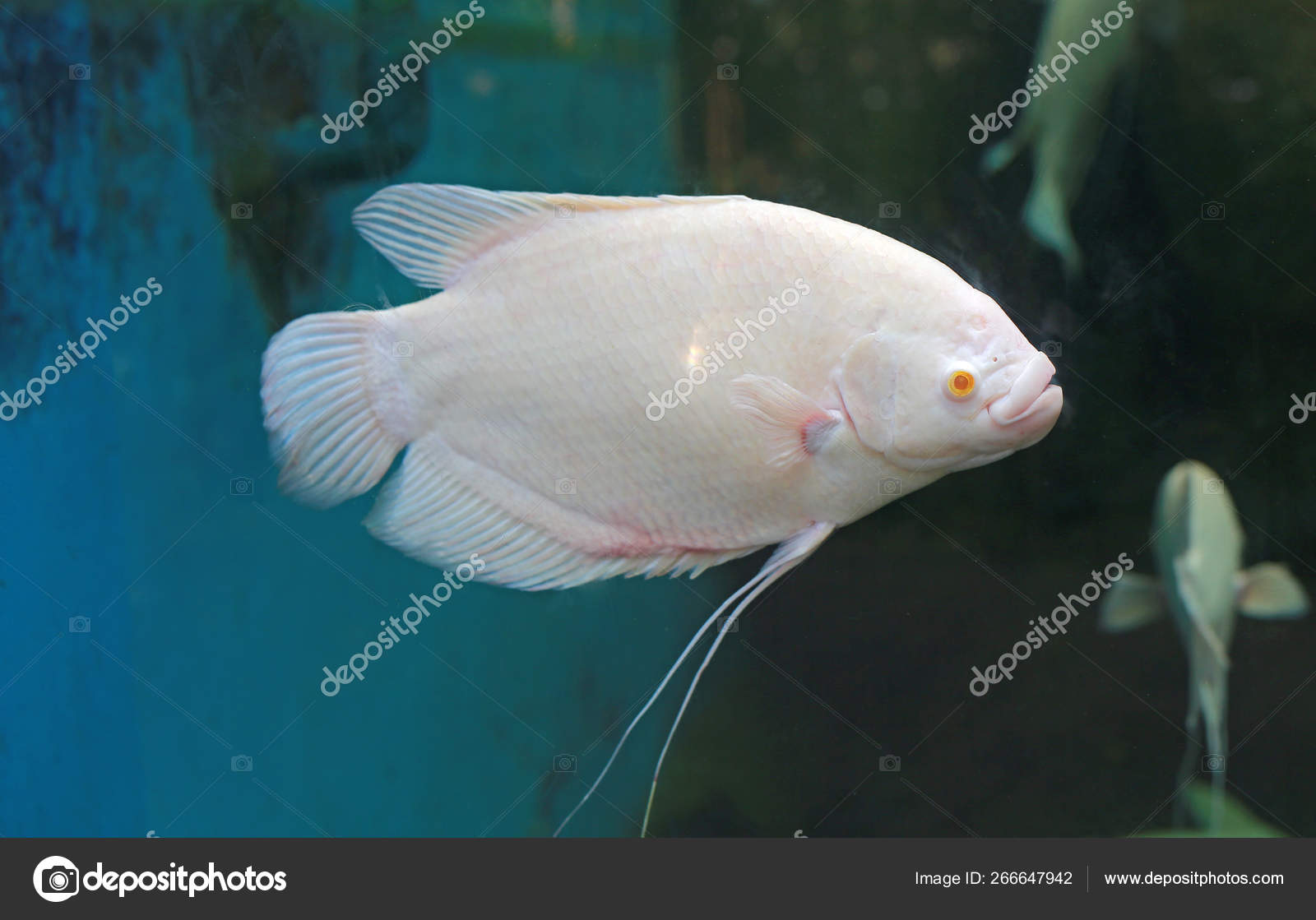 Giant Gourami Fish