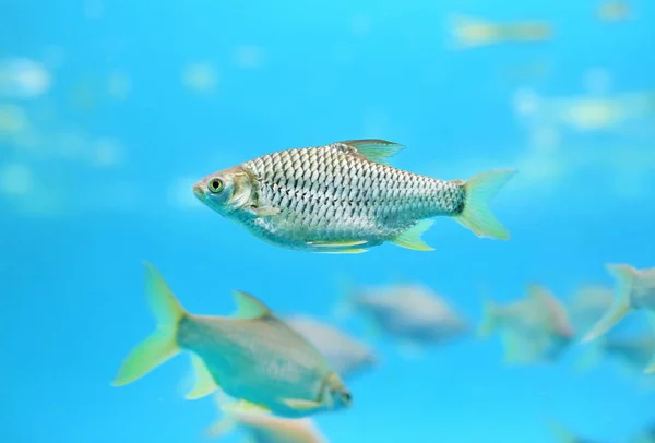 Group Java Barb Fish Barbonymus Gonionotus Swimming Aquarium Stock ...