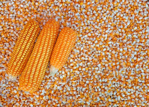 Smash corn on corn grains, Whole background Stock Photo by ©civic_dm ...