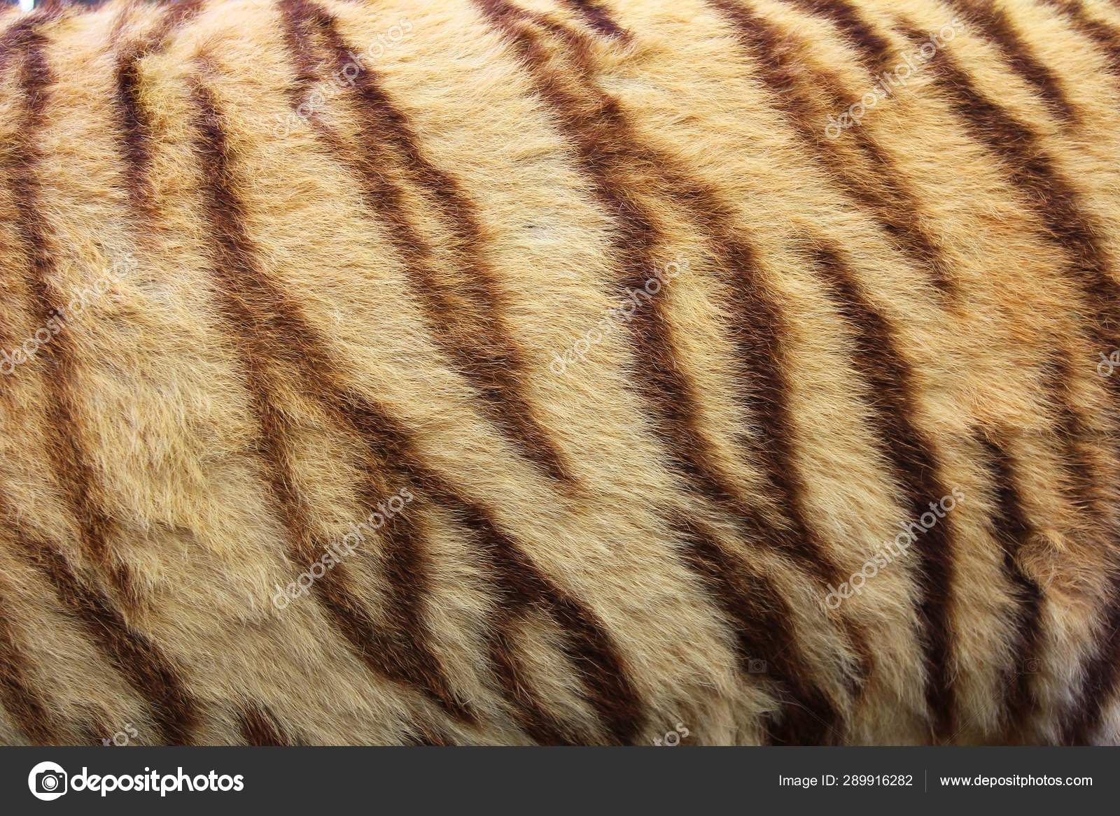 Tiger Fur Texture Background Stock Photo by ©civic_dm@hotmail.com 289916282