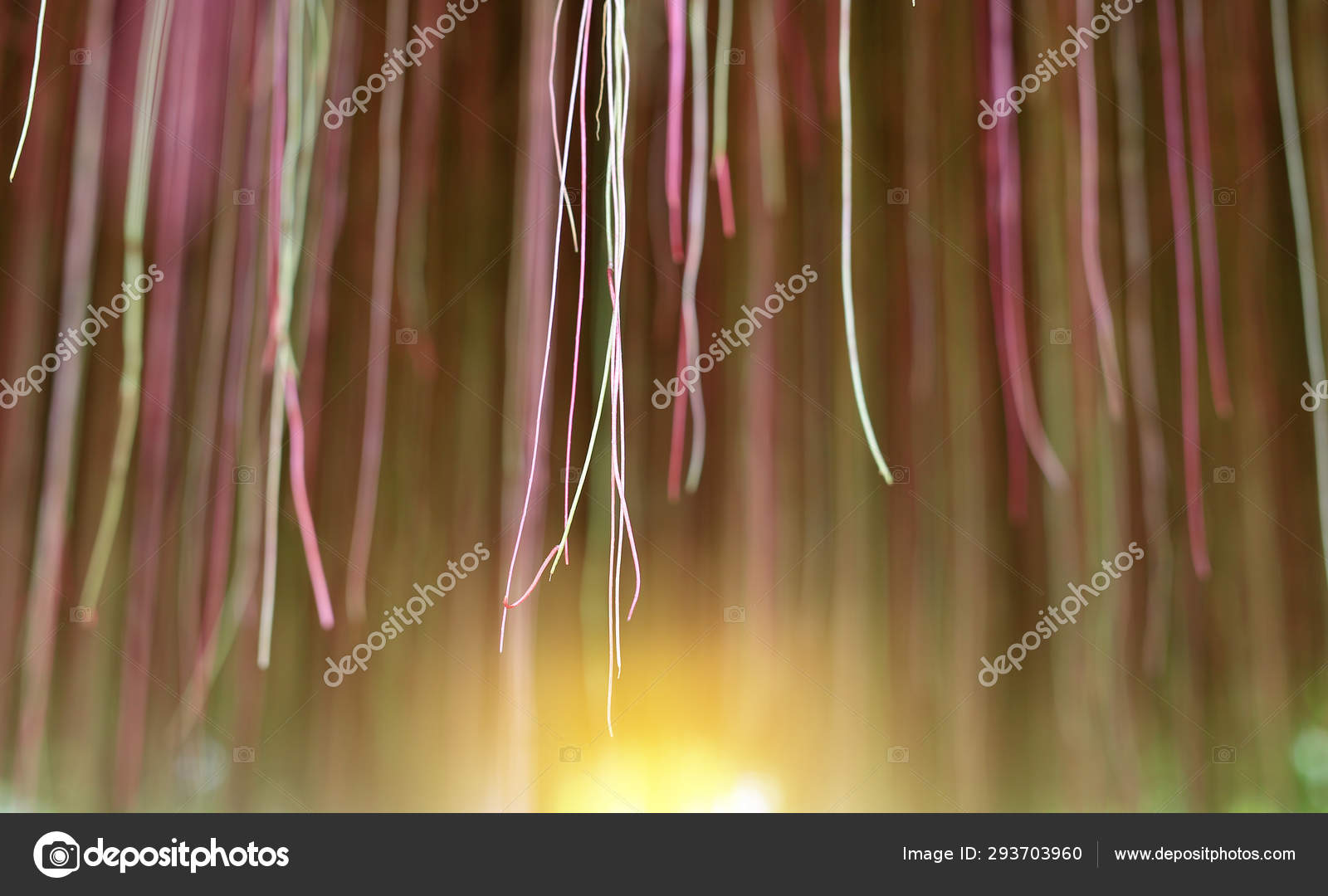 Beautiful Root Banyan Tree Sunlight Decoration Garden Stock Photo by ...