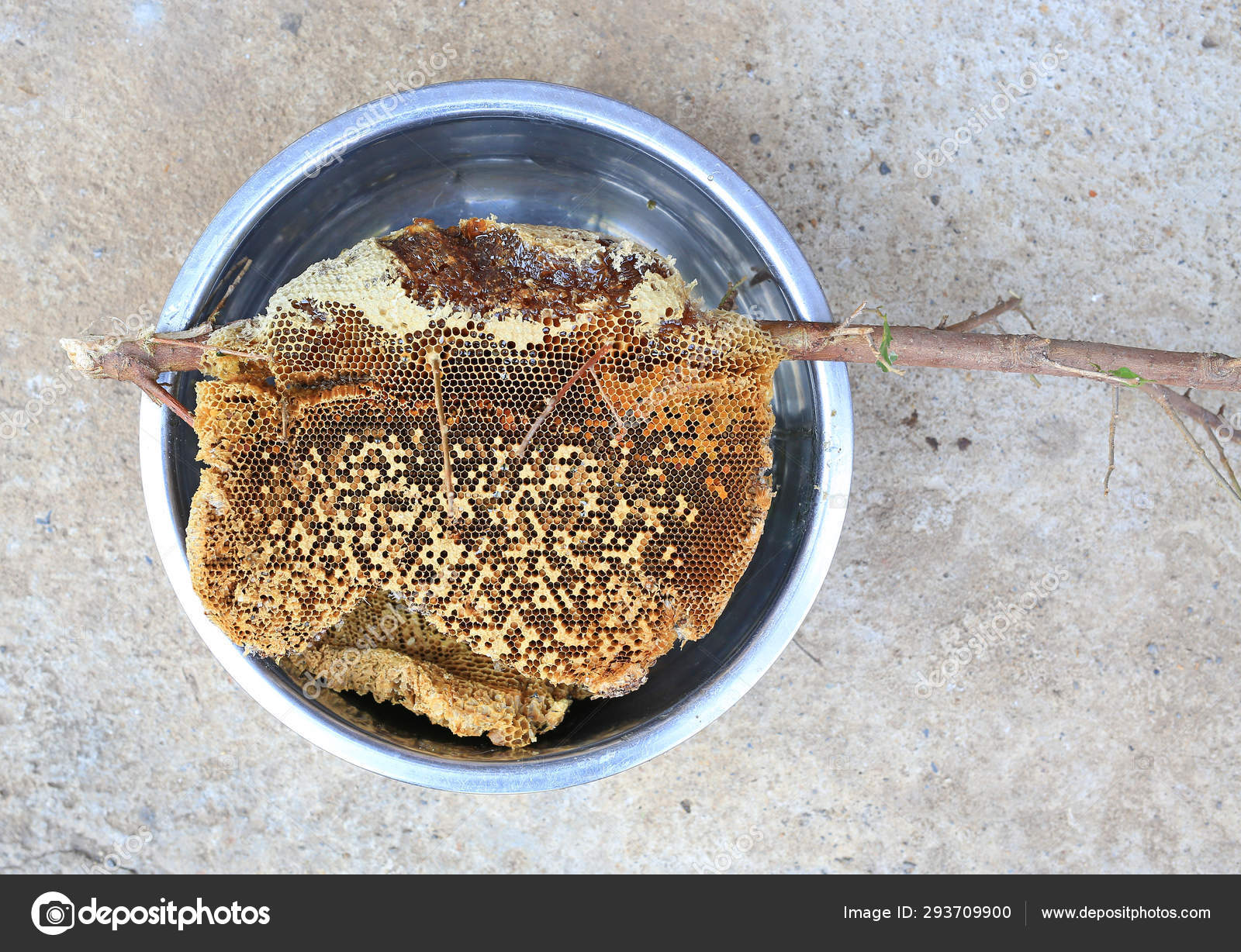 Full Nest Beehive Wild Honeycomb Stick Tree Branch Bees Swarm — Stock ...