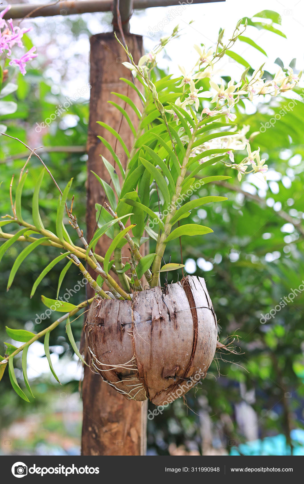 Hanging Orchid Plant
