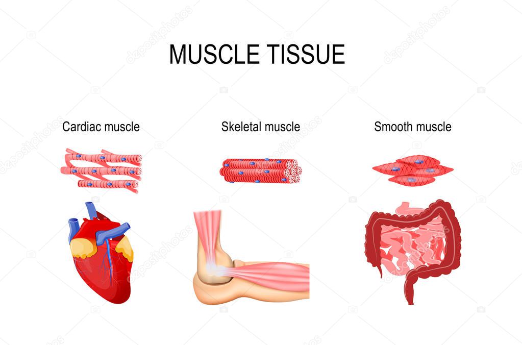 Types of muscle tissue. Skeletal muscle (elbow joint), smooth ...