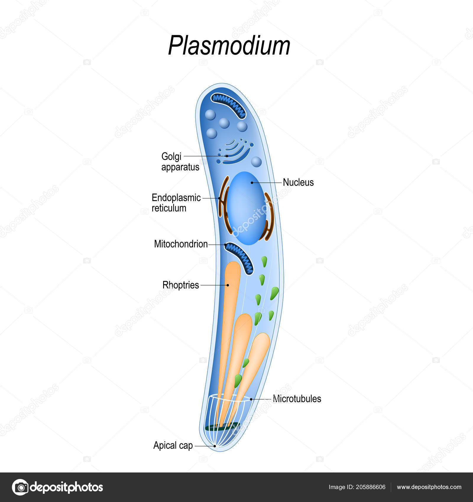 Plasmodium Under Microscope Labeled