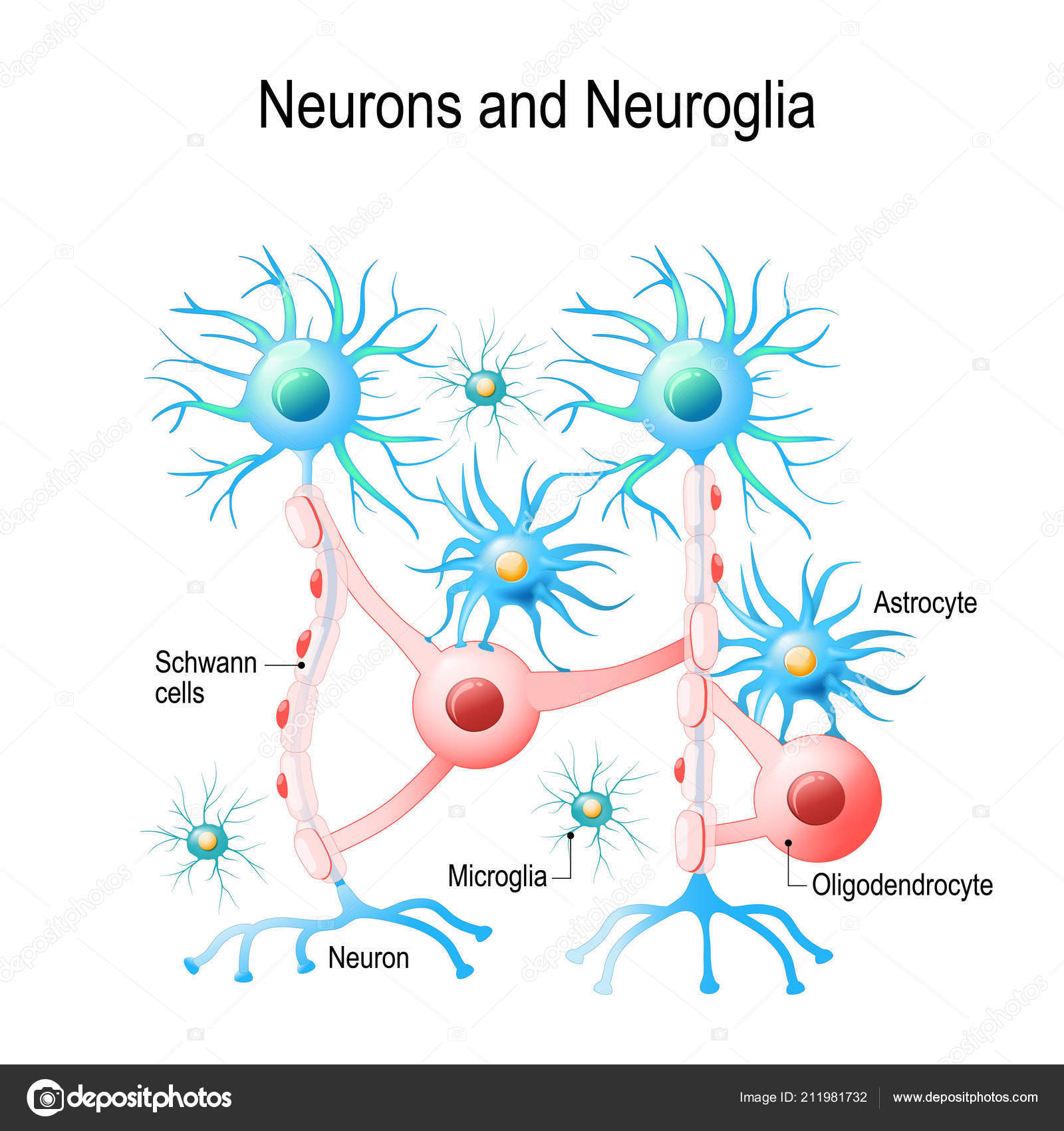 Neurons Neuroglial Cells Glial Cells Non Neuronal Cells Brain Different ...