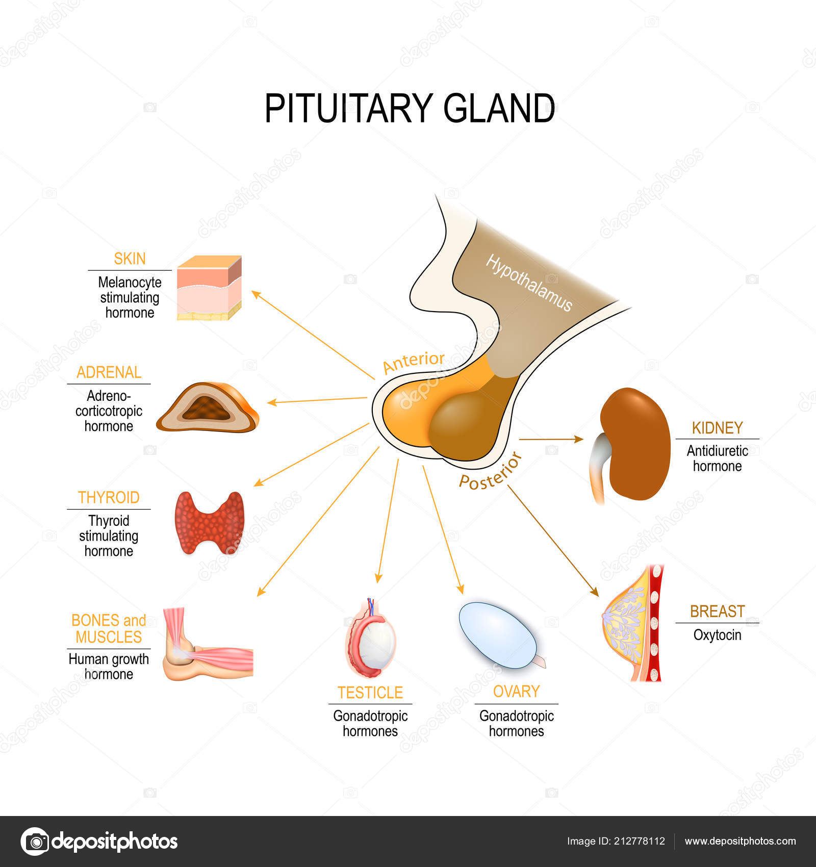 Pituitary Hormone Functions Two Lobes Anterior Posterior Function ...