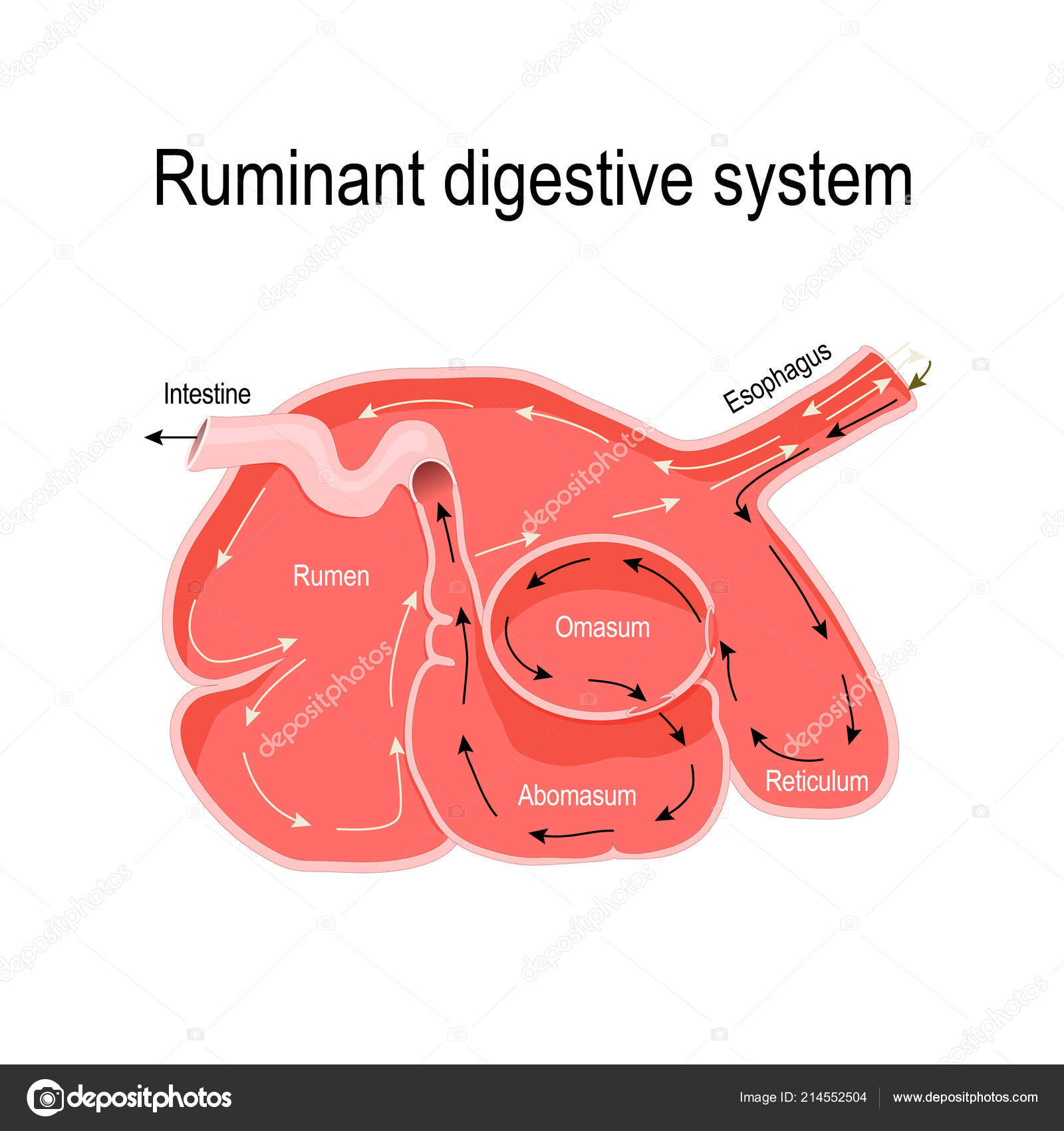 El rumen es el principal de los cuatro estómagos de los rumiantes