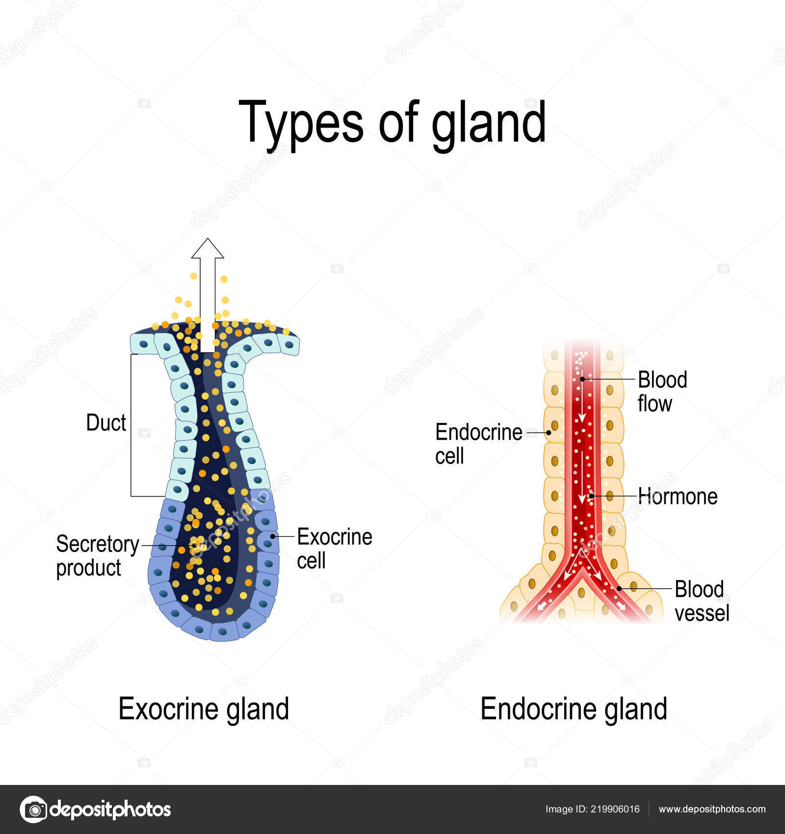 Endocrine System Glands Diagram