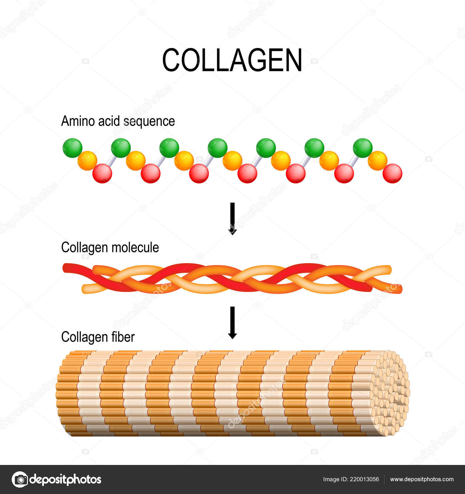 Colágeno Fibra Molécula Secuencia Aminoácidos Estructura Molecular Tres
