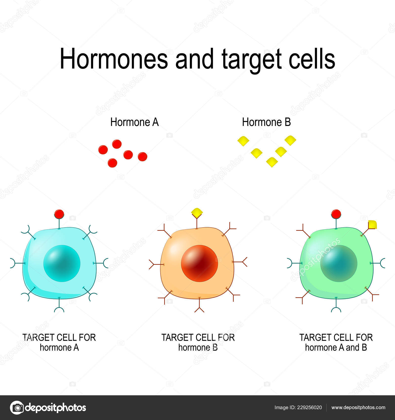 Hormones Receptors Target Cells Each Type Hormone Designed Only Certain ...
