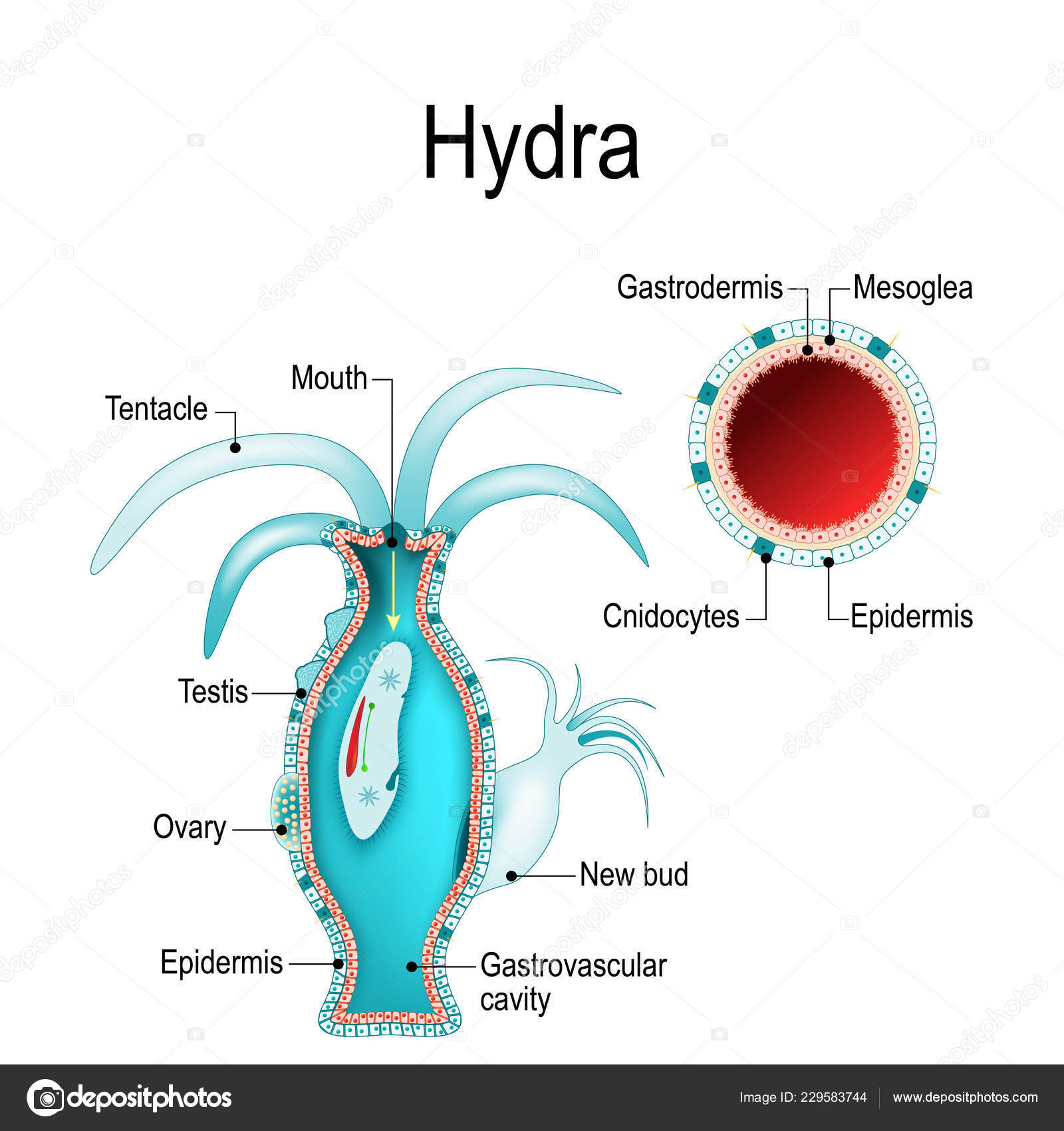 Hydra Cnidaria Cross Section