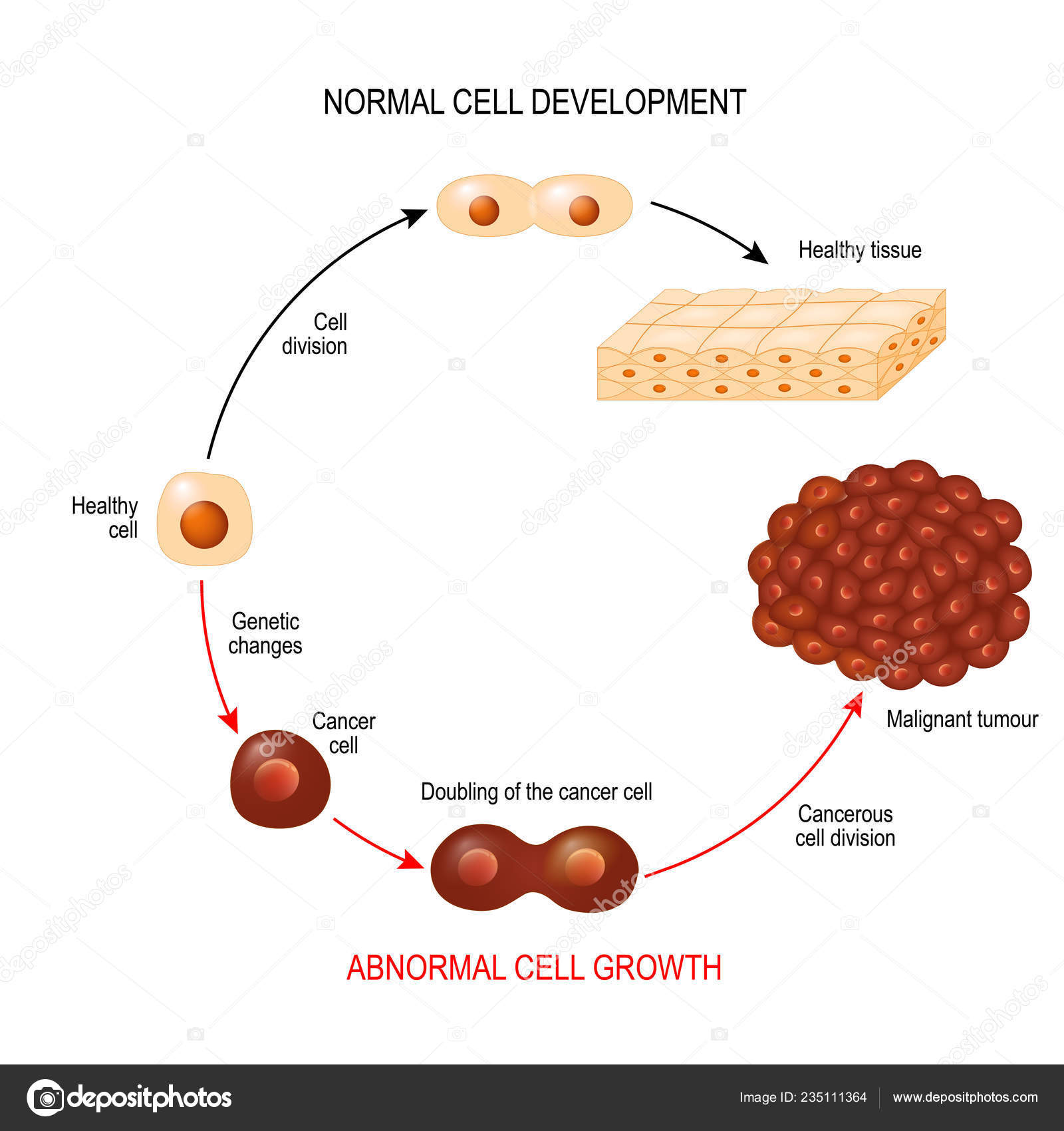 Cancer Cells Vs Normal Cells Chart