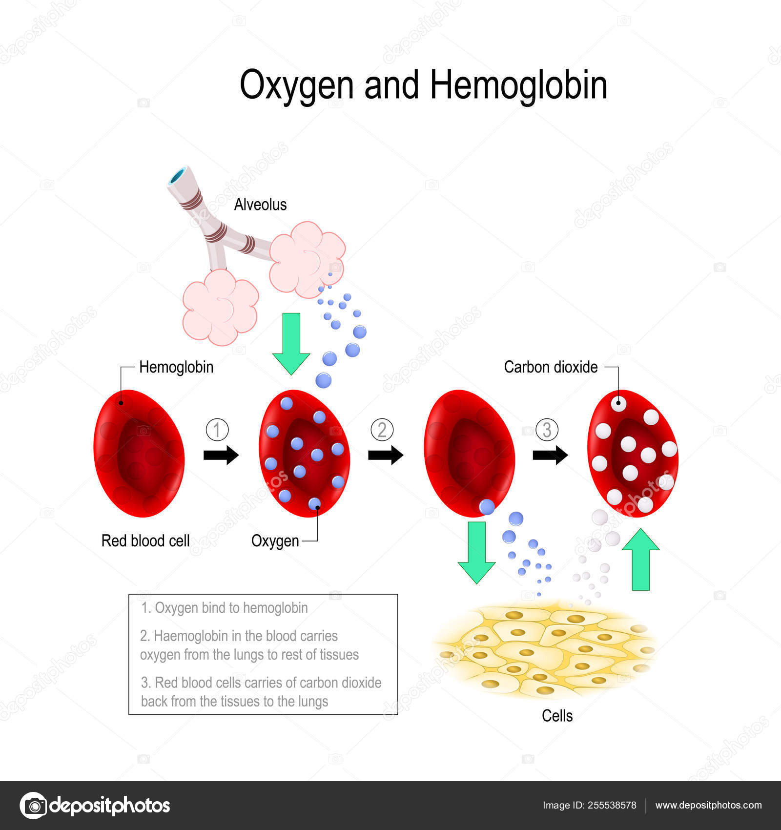 Oxygen and hemoglobin. — Stock Vector © edesignua #255538578
