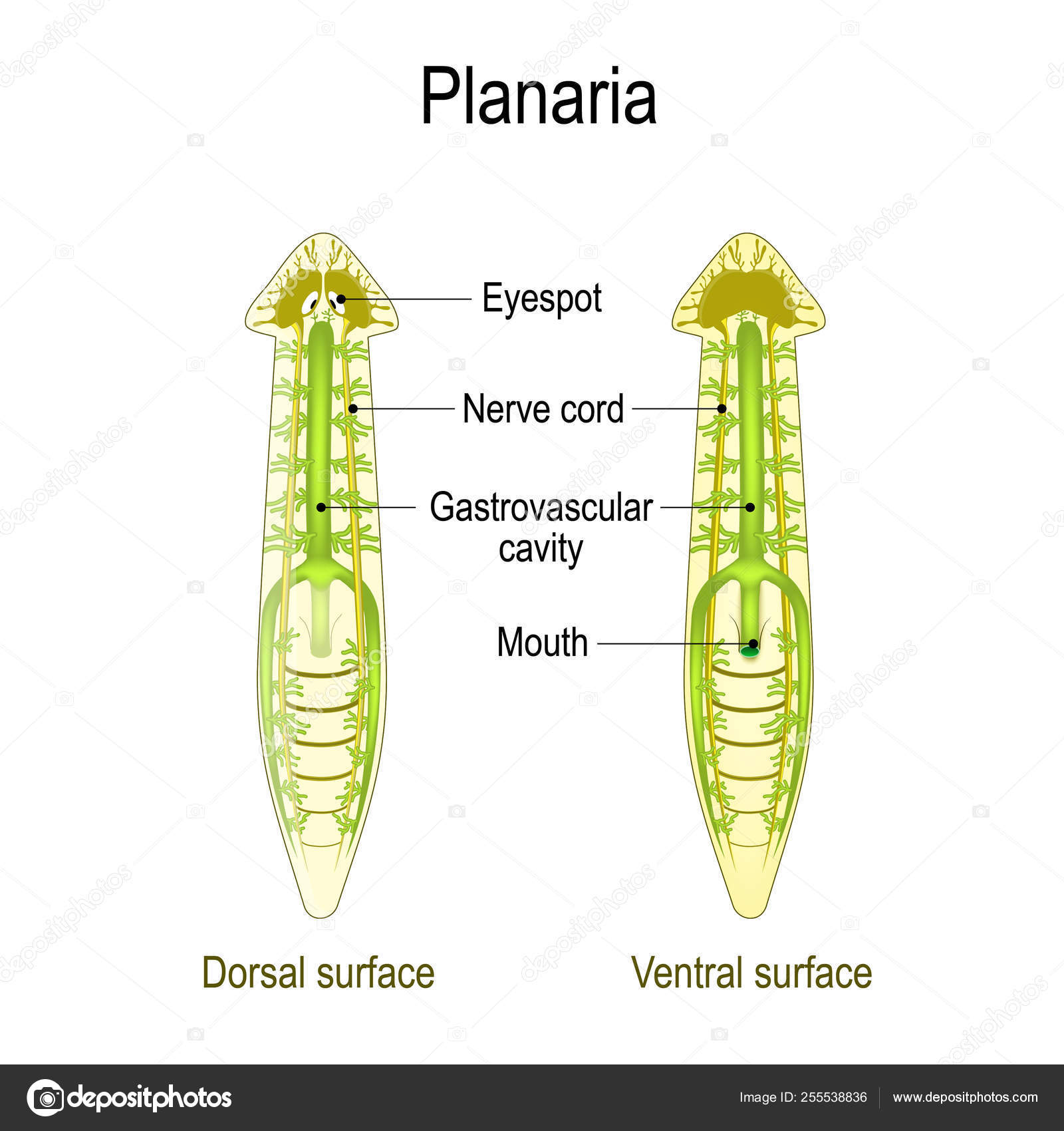 Planaria Diagram Cross Section